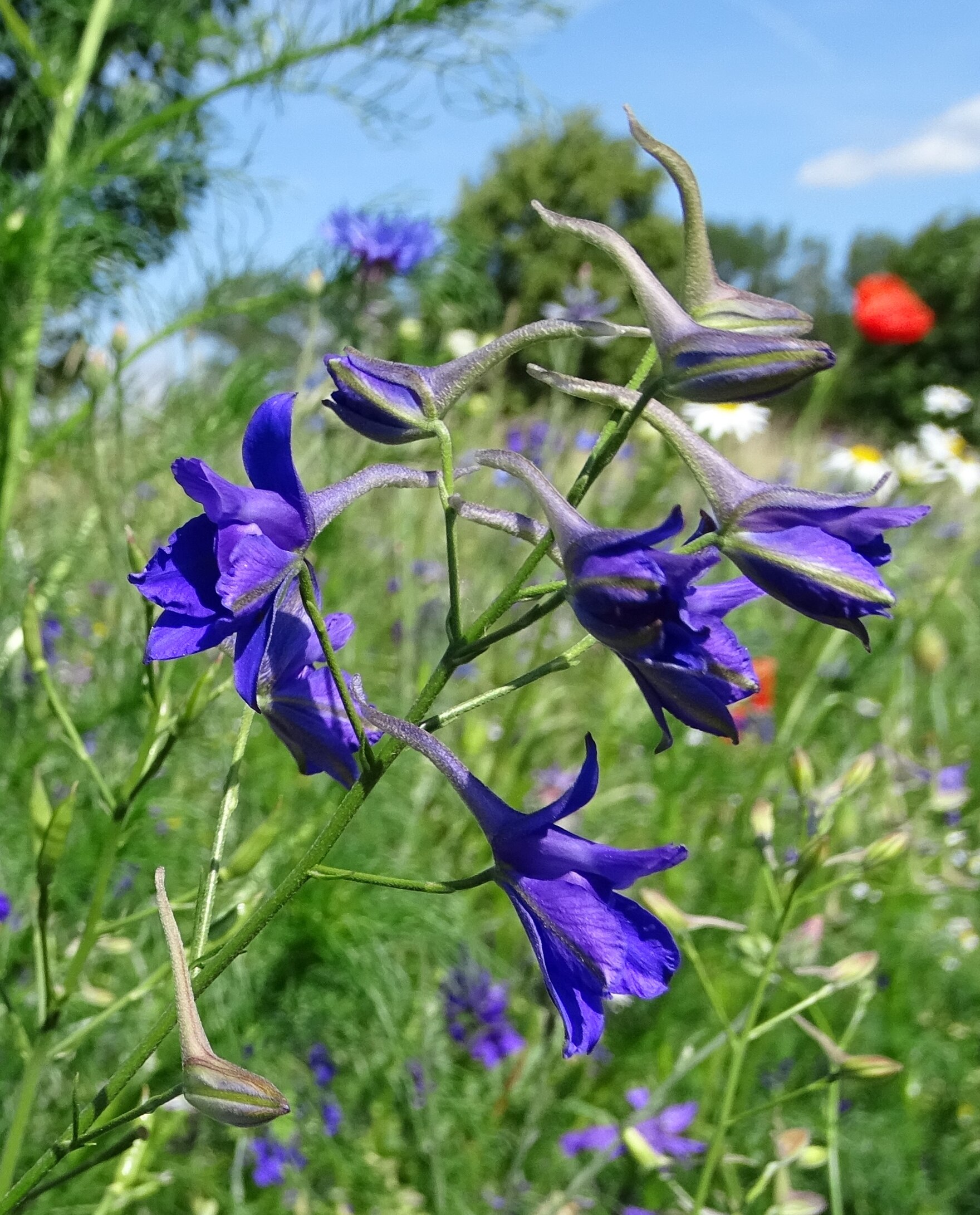 Aktion Feld-Rittersporn - Jetzt finden und mitmachen! - Natur und ...
